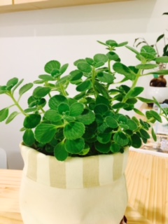 観葉植物part4 | ARC-Labo.(アークラボ) スタジオアーク / ビジュアーク ブログ