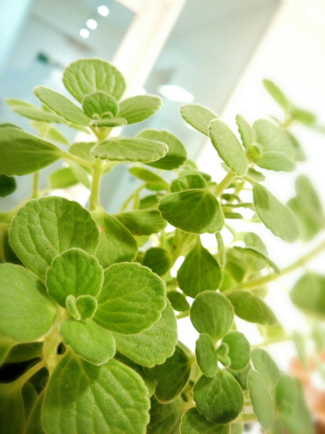 観葉植物part4 | ARC-Labo.(アークラボ) スタジオアーク / ビジュアーク ブログ