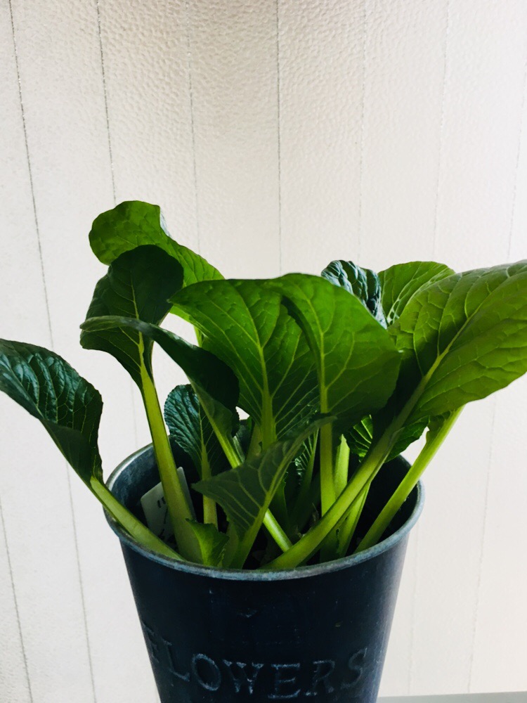 小さな野菜達 | ARC-Labo.(アークラボ) スタジオアーク / ビジュアーク ブログ