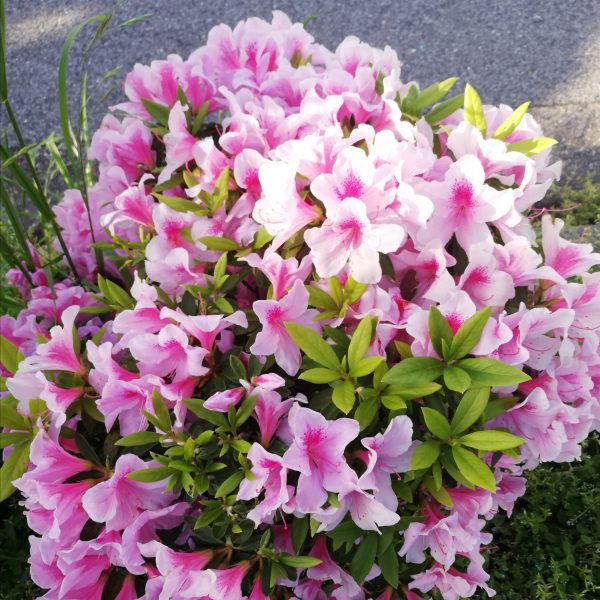 花ざかり | ARC-Labo.(アークラボ) スタジオアーク / ビジュアーク ブログ